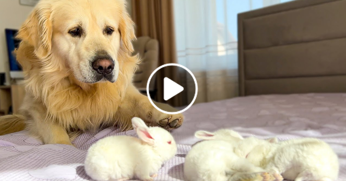Golden Retriever Meets Tiny Bunnies for the First Time