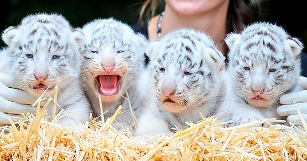 Zoo in Austria Unveils Five White Tiger Cubs,