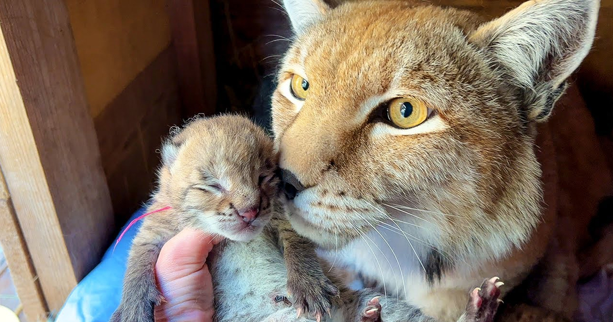 Lynx Hannah reaction to the smell of kittens / Lynx Umka headbutt her ...