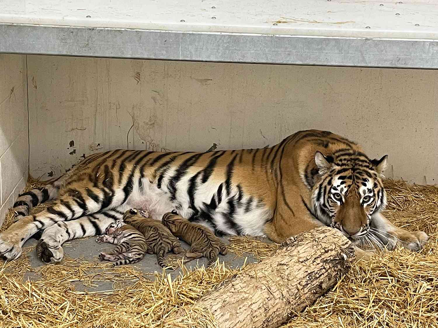 Critically Endangered Tiger Gives Birth To Three Cubs!,