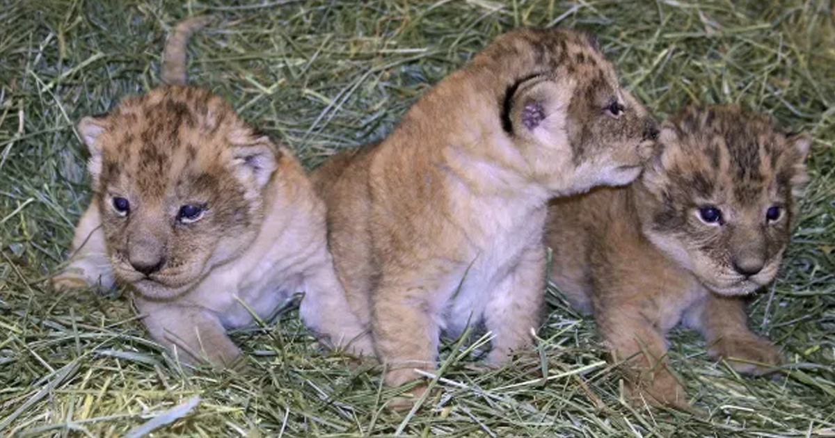 RARE SIGHTING of newly born LION CUBS,