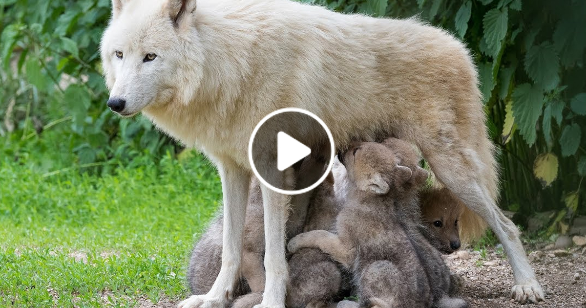 Life at the zoo | Arctic wolf pups suckling