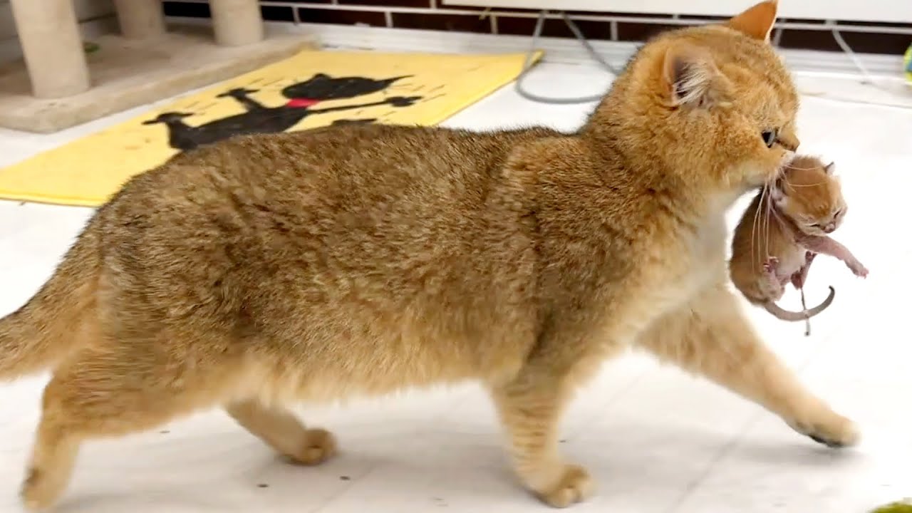 How a mother cat carries kittens from birth until they learn to walk on ...
