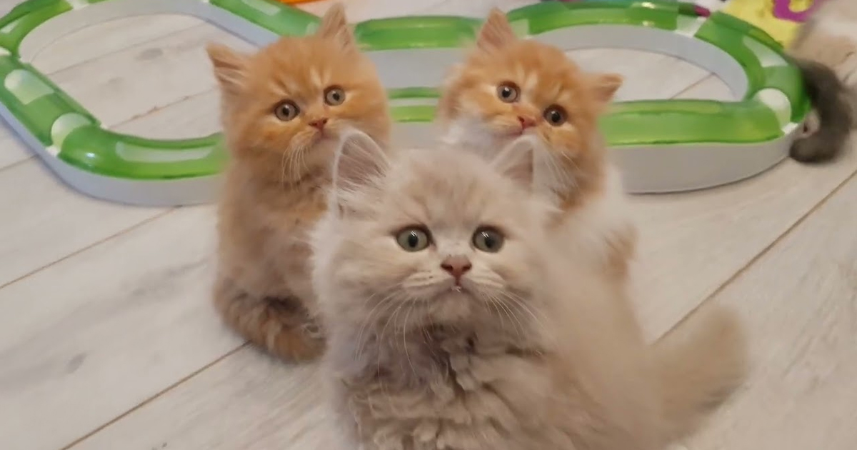 cute kittens playing