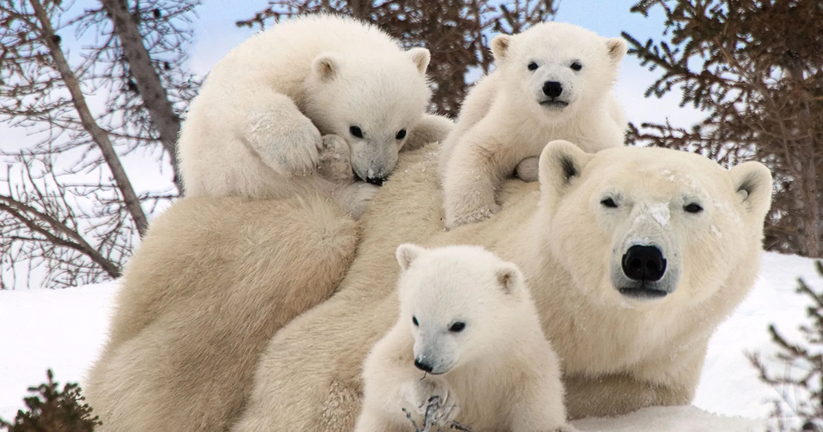 Polar Bear cubs cries for mama,