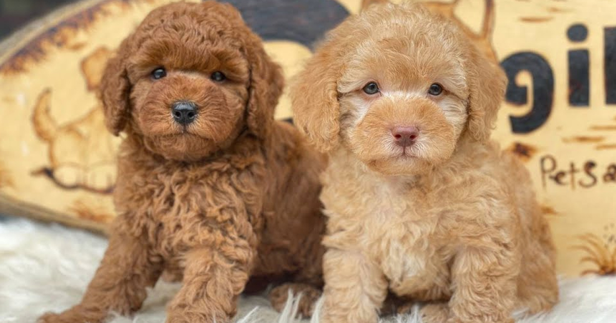 beautiful 2 brother puppy (click to watch video)