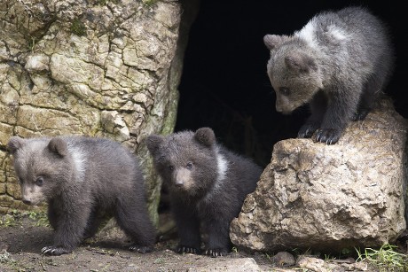Cute Baby Bears rescue and release,