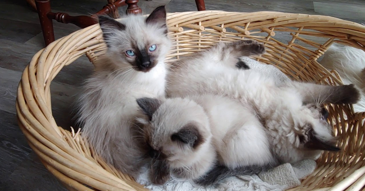 Beautiful Ragdoll kittens 12 weeks old (video)