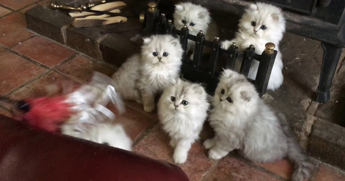 Kittens as playing together (click to watch video)