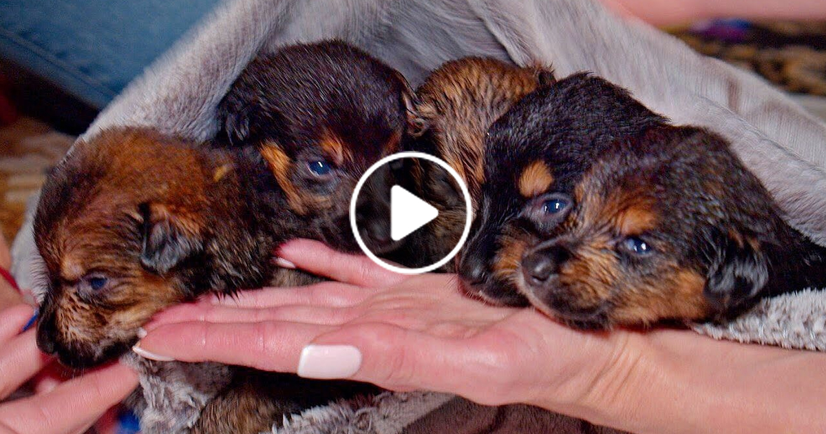 12 Newborn Puppies Lost their Mom Rescued just in Time