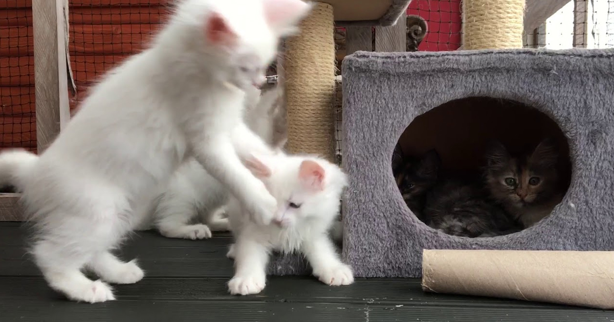 Snow white kittens playing (video)