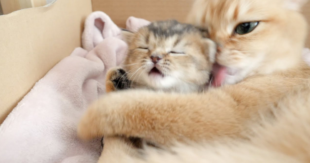 Mother cat's hug is so intense