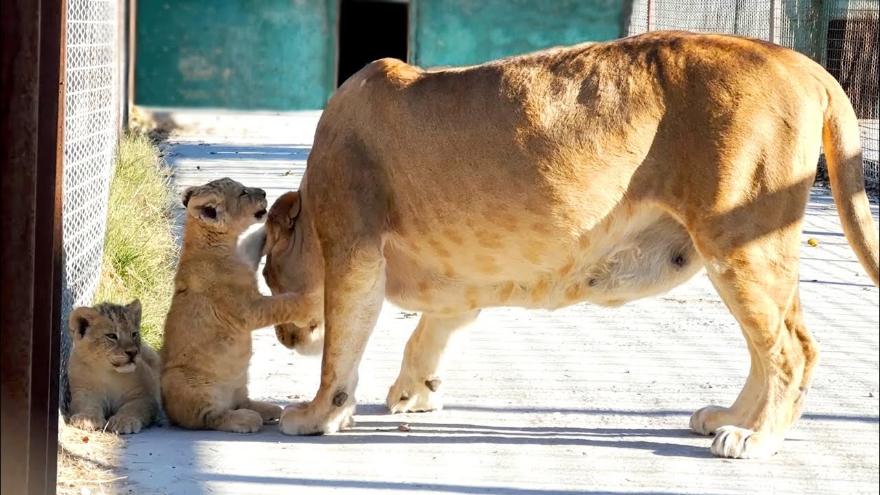 Lion cubs so adorable,