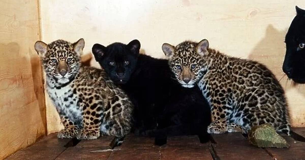 Jaguar Cubs,