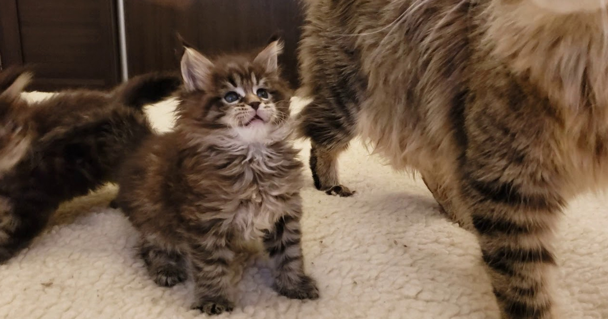 fall in love with Maine coon kittens