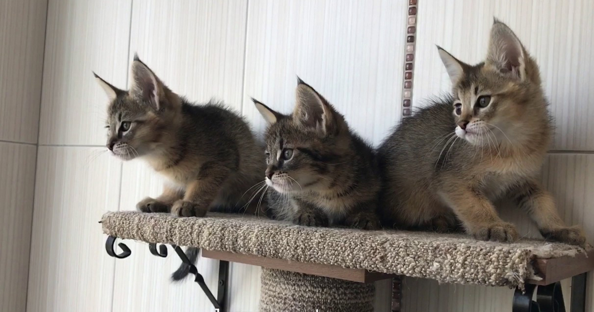 Kittens time playing (video)