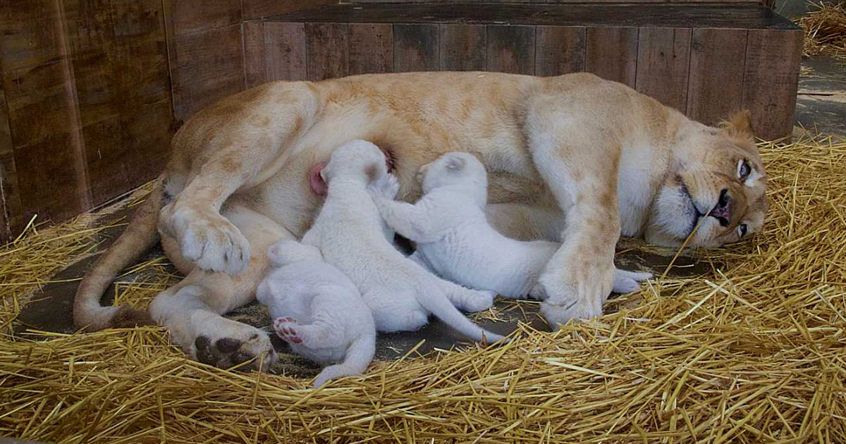 white tiger cubs Feeding Milk From Mother Lion