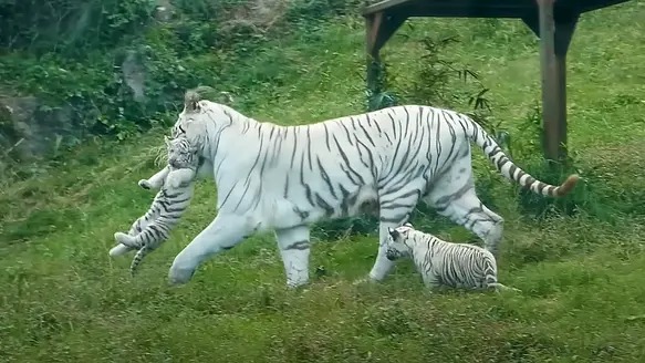 baby white tigers