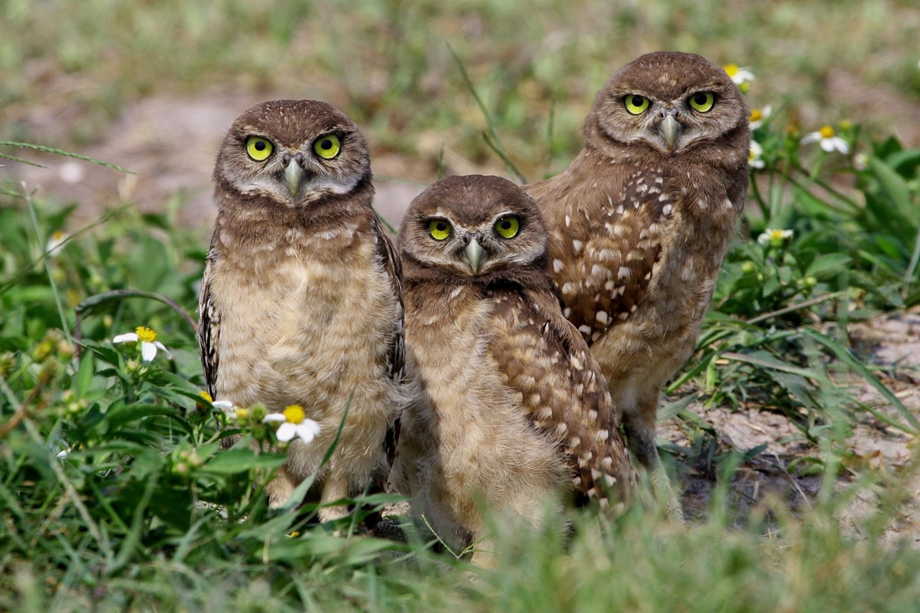 Cute Baby Burrowing Owls,