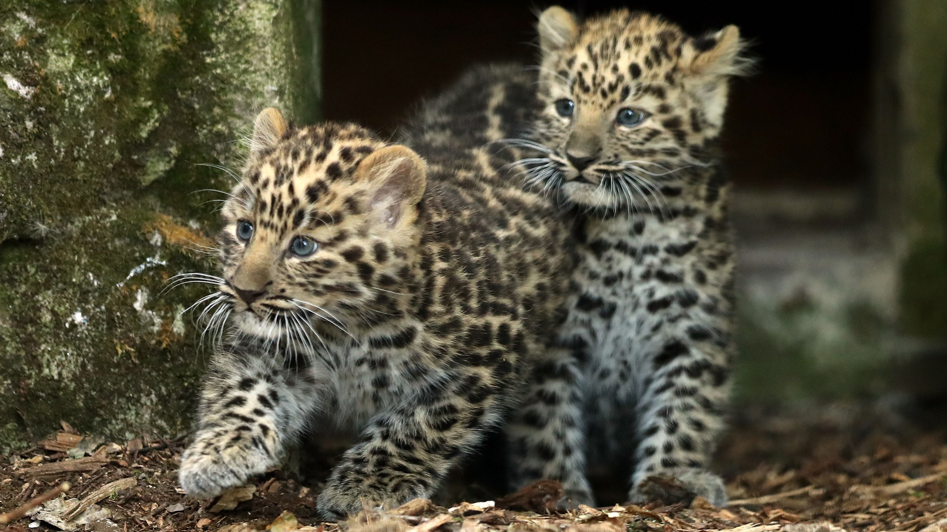 Amur Leopard Cubs at 9 weeks old,