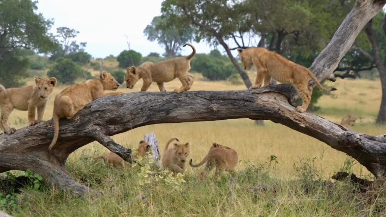 A Magical Morning with the KAMBULA PRIDE,