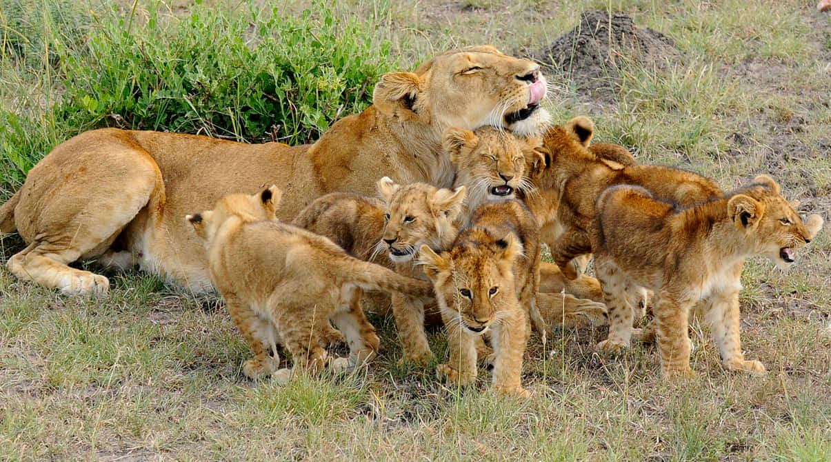 Lion Cub Chronicles: Unraveling the Secrets Behind Their Playful Prowess!,