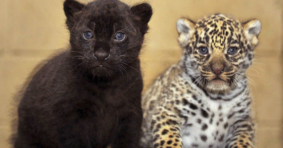 New jaguar cubs born in Kent wildlife park