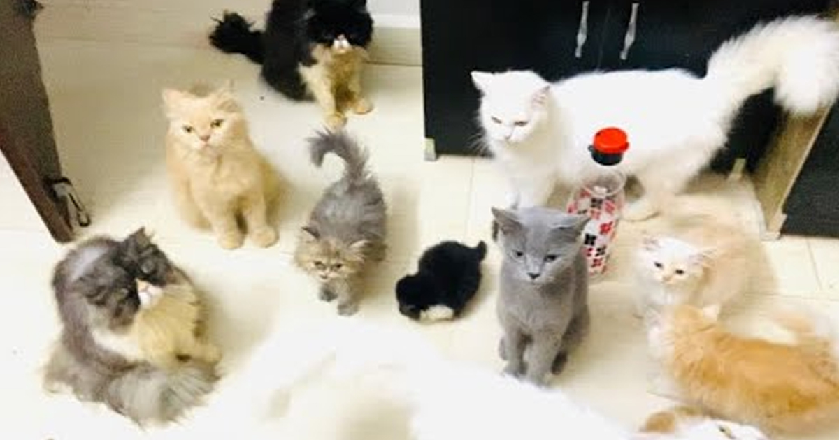 Healthy persian cats n kittens |long hair cats |shorthair cats (video)