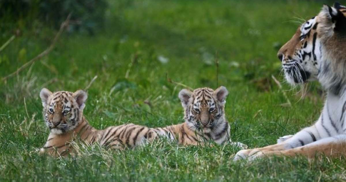 Adorable Tiger Cubs Make First Public Appearance at Cleveland Zoo,