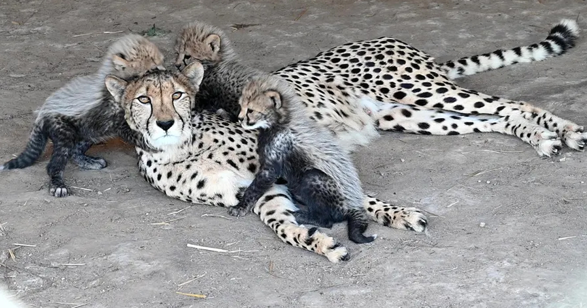 Baby Cheetahs Playing with Mom,