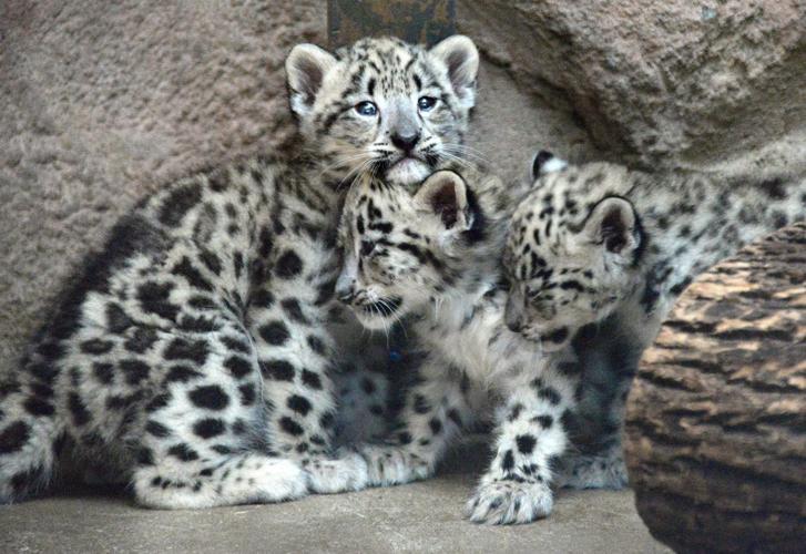 Snow Leopard Cubs Turn 3 Months Old!,