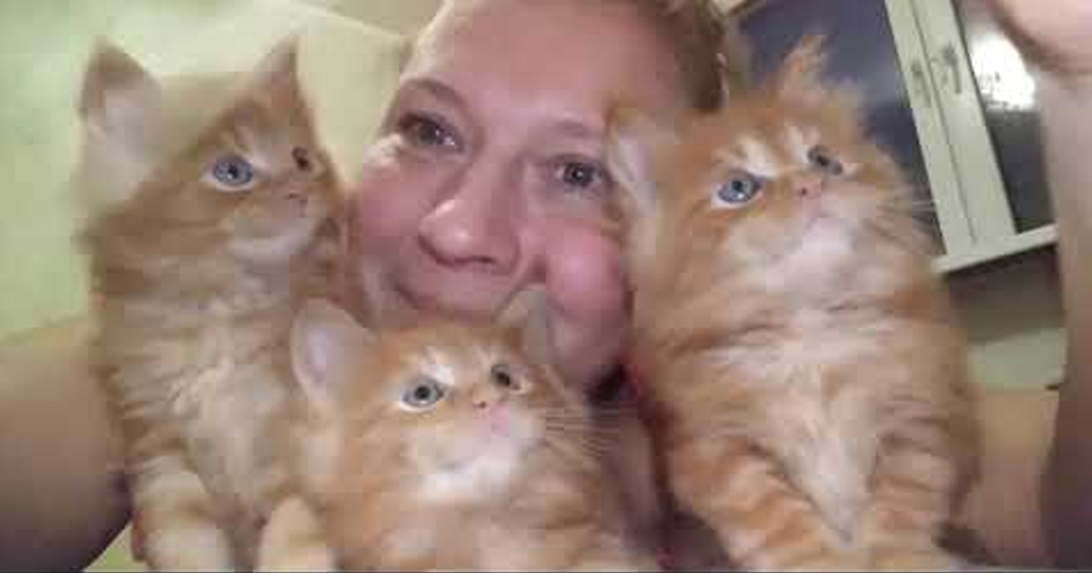 Beautiful yellow Maine coon (click to watch video)
