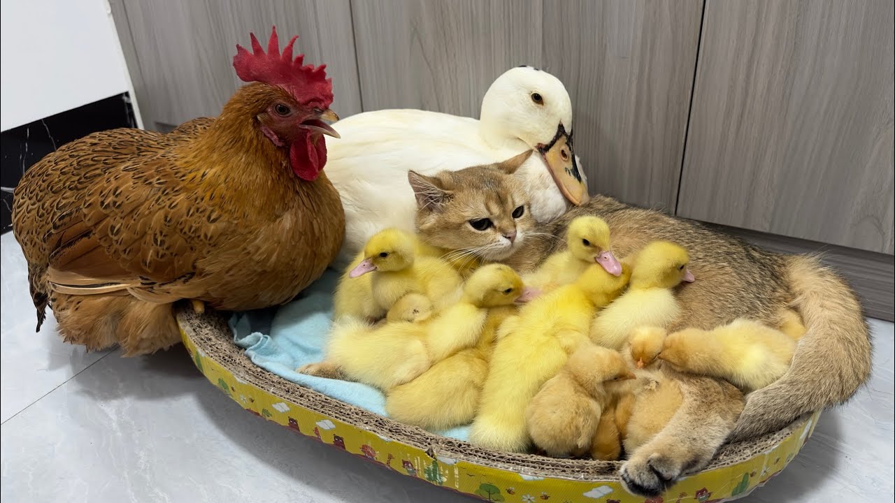 The cat who loves chickens and ducklings the most in the world. mother ...