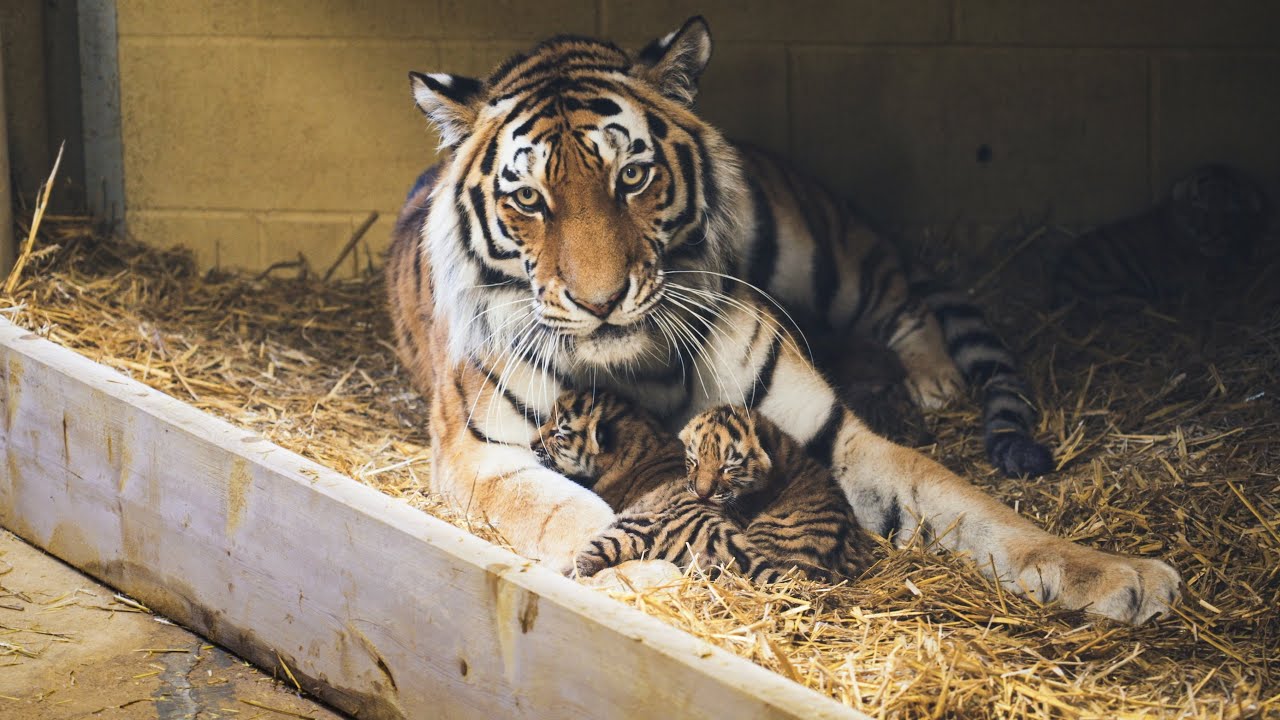 Tiger Cubs Born at Longleat!,