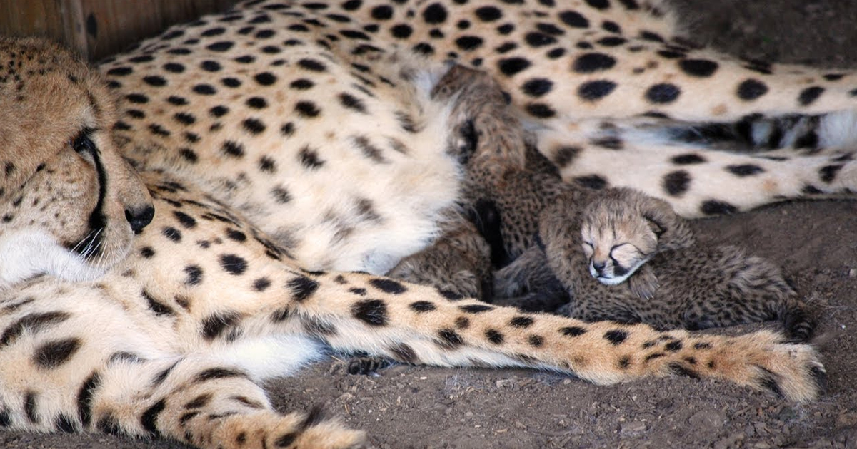 new born Cheetah cubs too cute