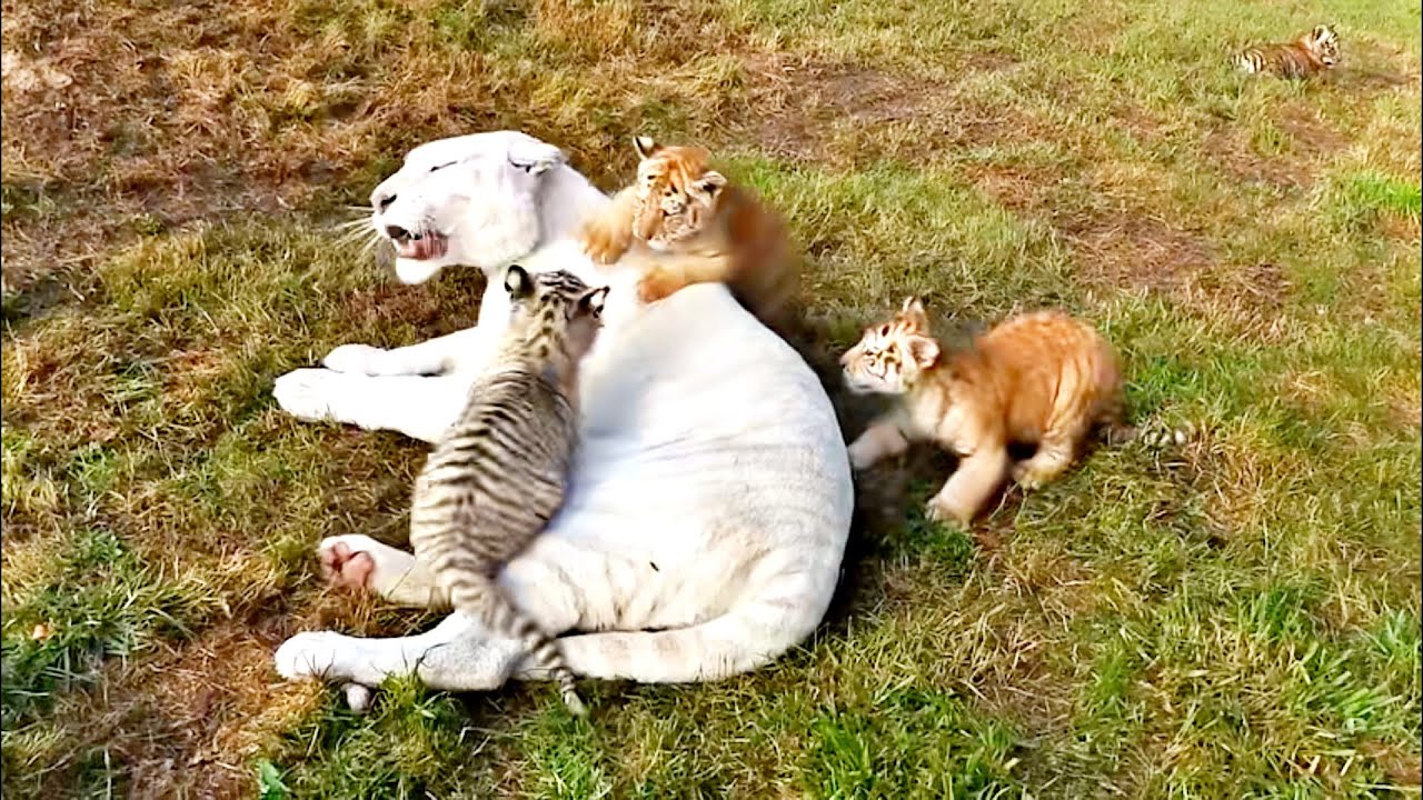 Cute Tiger Cubs playing around resting mother White Tiger 🐯,