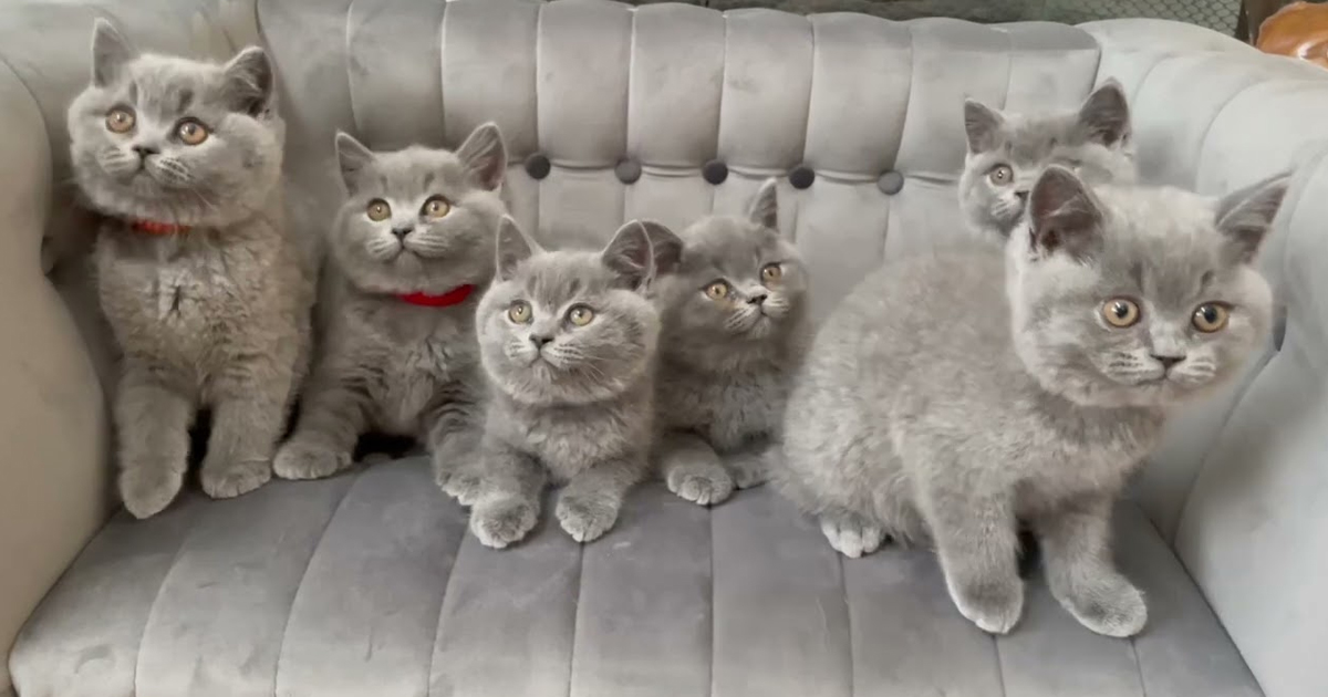 beautiful British kittens