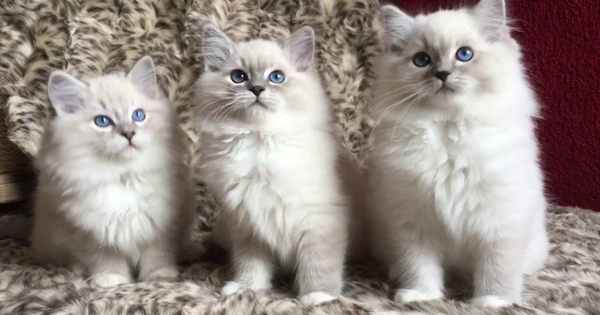 Ragdoll Boy Lynx Blue (video)