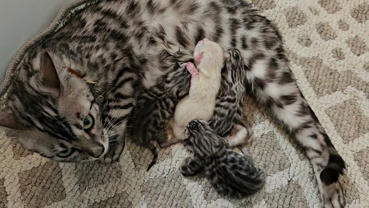 A Newborn Snow and Silver Bengal Kittens #Bengals #bengalkittens