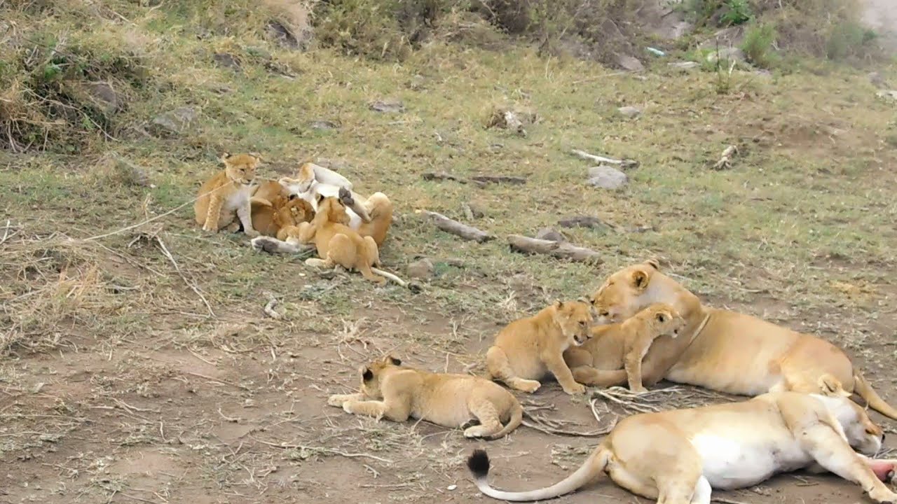 Adorable Lion Cubs Nursing and Cuddling with Their mothers in the ...
