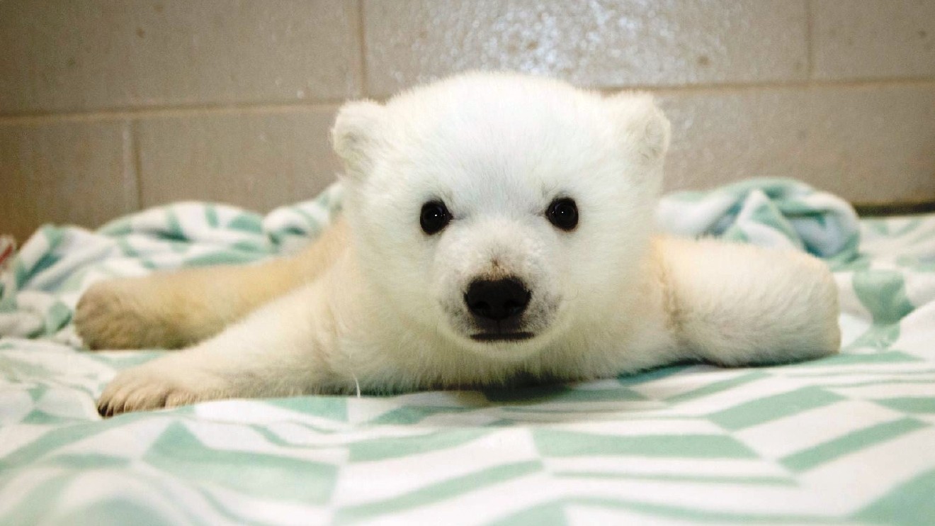 Attempts to roll over,