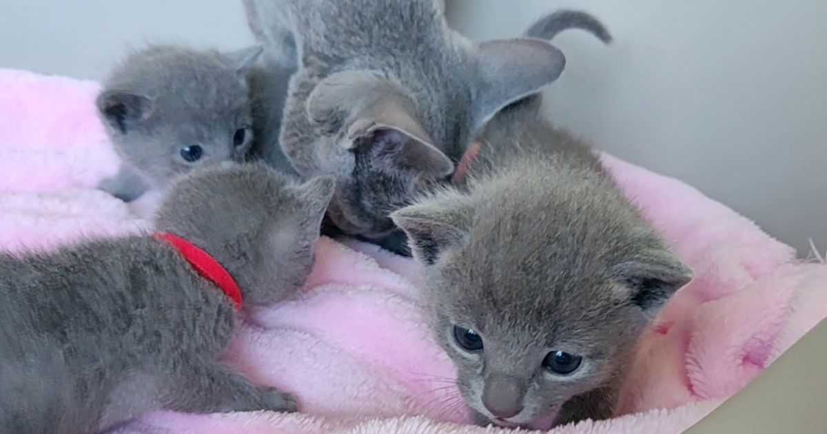 Cute baby blue kittens (video)