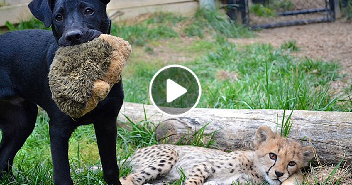 Savanna Cheetah Cub and Puppy Max Play