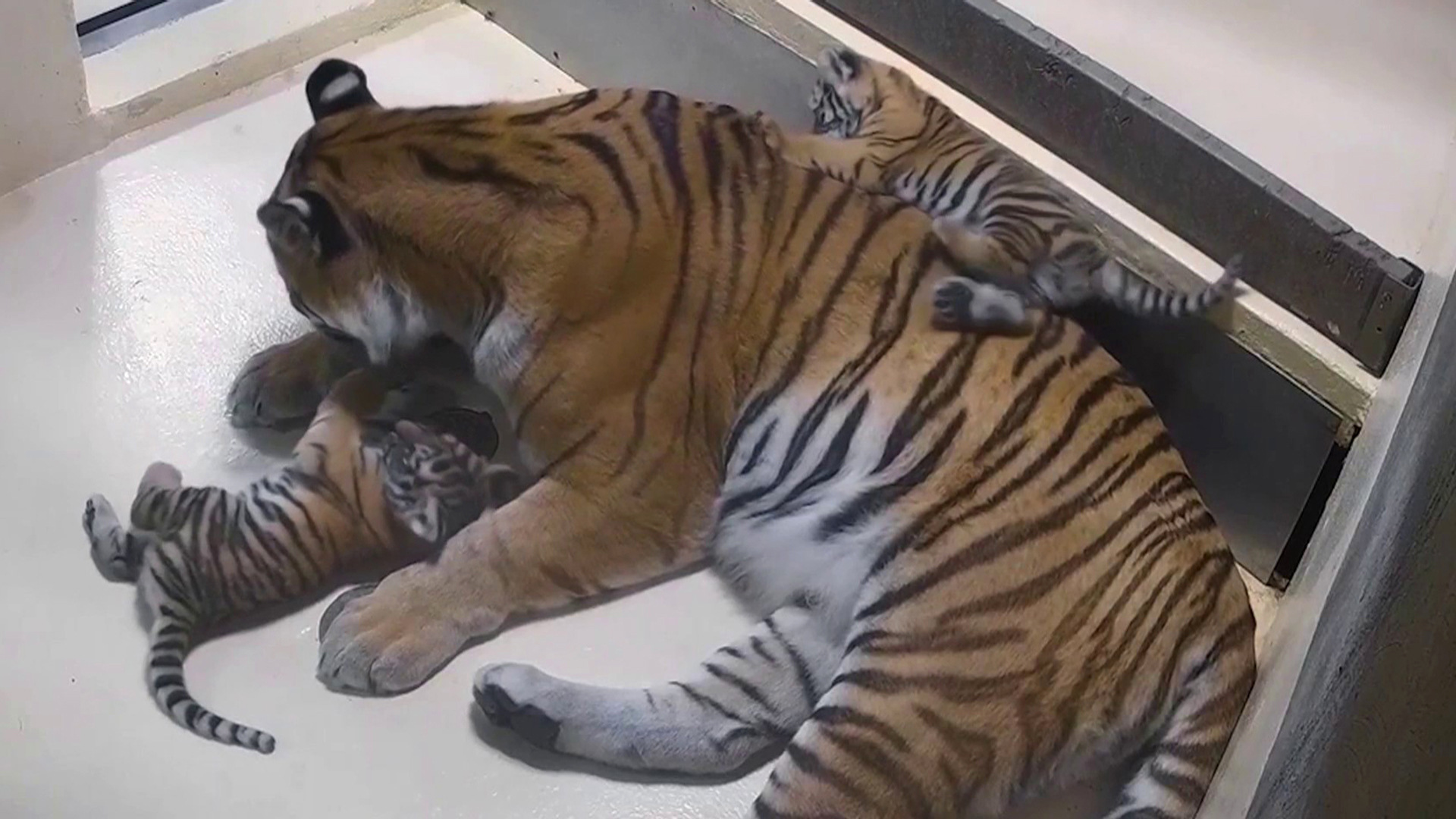 Tiger Cubs playing with Mom,