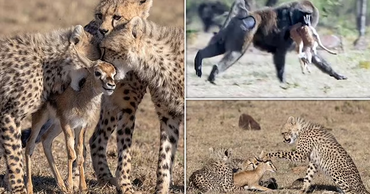Cheetah cubs play with a gazelle - before a BABOON steals it