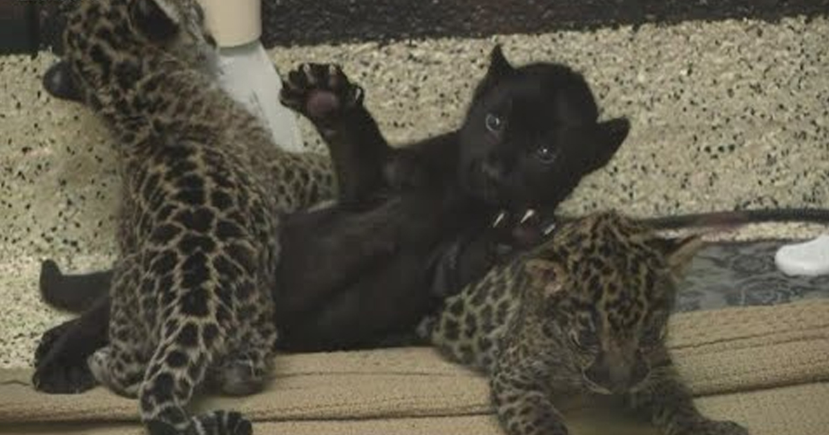 Jaguar cubs playing