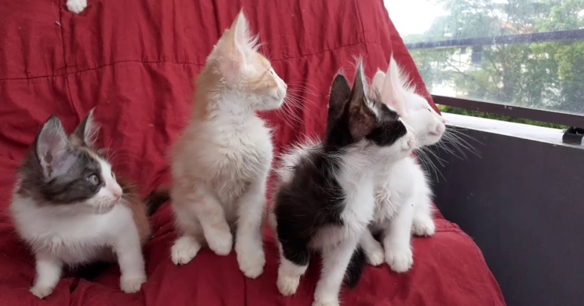 Chaton Angora kittens