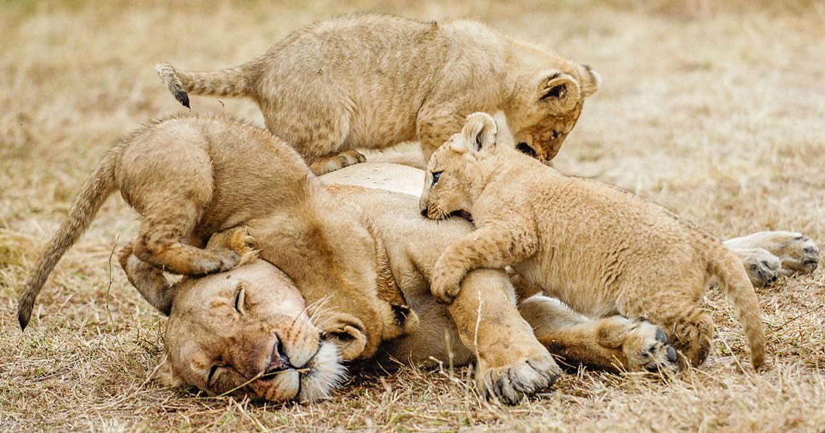 Lion Cubs Under the Watchful Eyes of Mom and Dad,
