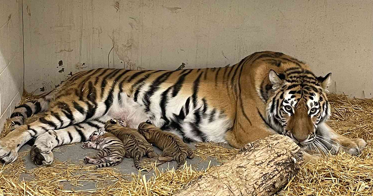 Bath Time for Tiger Cubs,