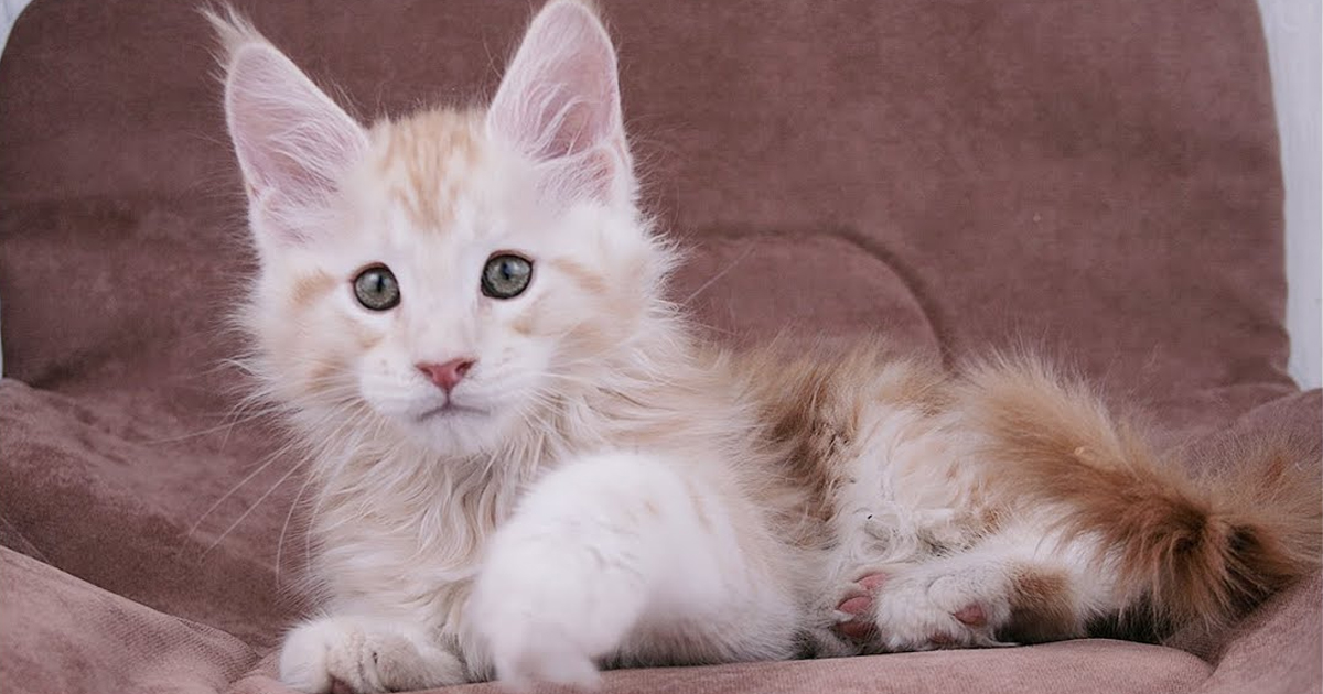 Cute Maine coon kittens (click to watch video)